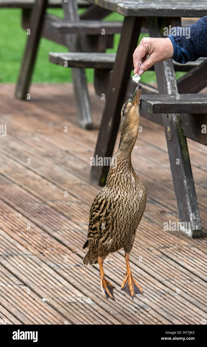 Melton Mowbray Leicestershire April 1st 2017: Dramatic clouds spring ...