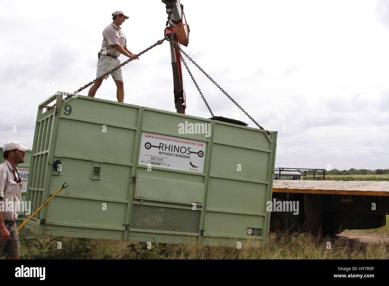 A container carrying an anaesthesized white rhinoceros is loaded onto a ...