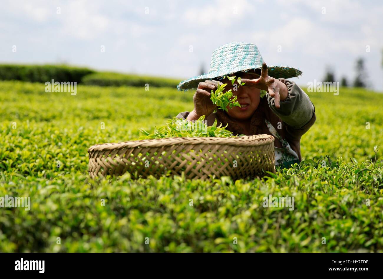 Luzhou, China's Sichuan Province. 31st Mar, 2017. A farmer picks tea ...