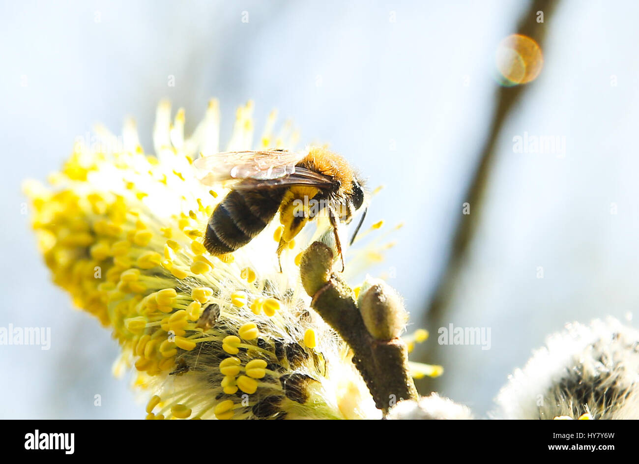 Warsaw, Poland. 2nd April, 2017. Wild bees and insects start working as ...