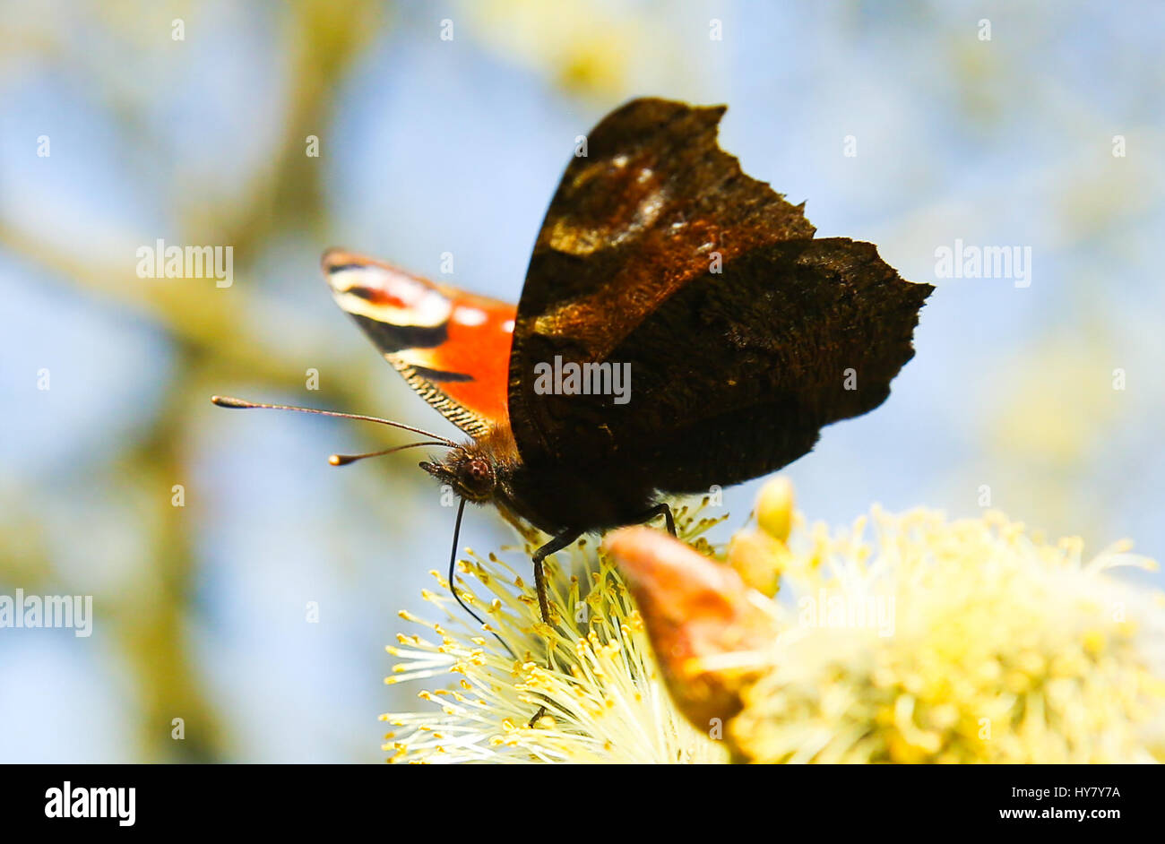 Warsaw, Poland. 2nd April, 2017. Wild bees and insects start working as ...