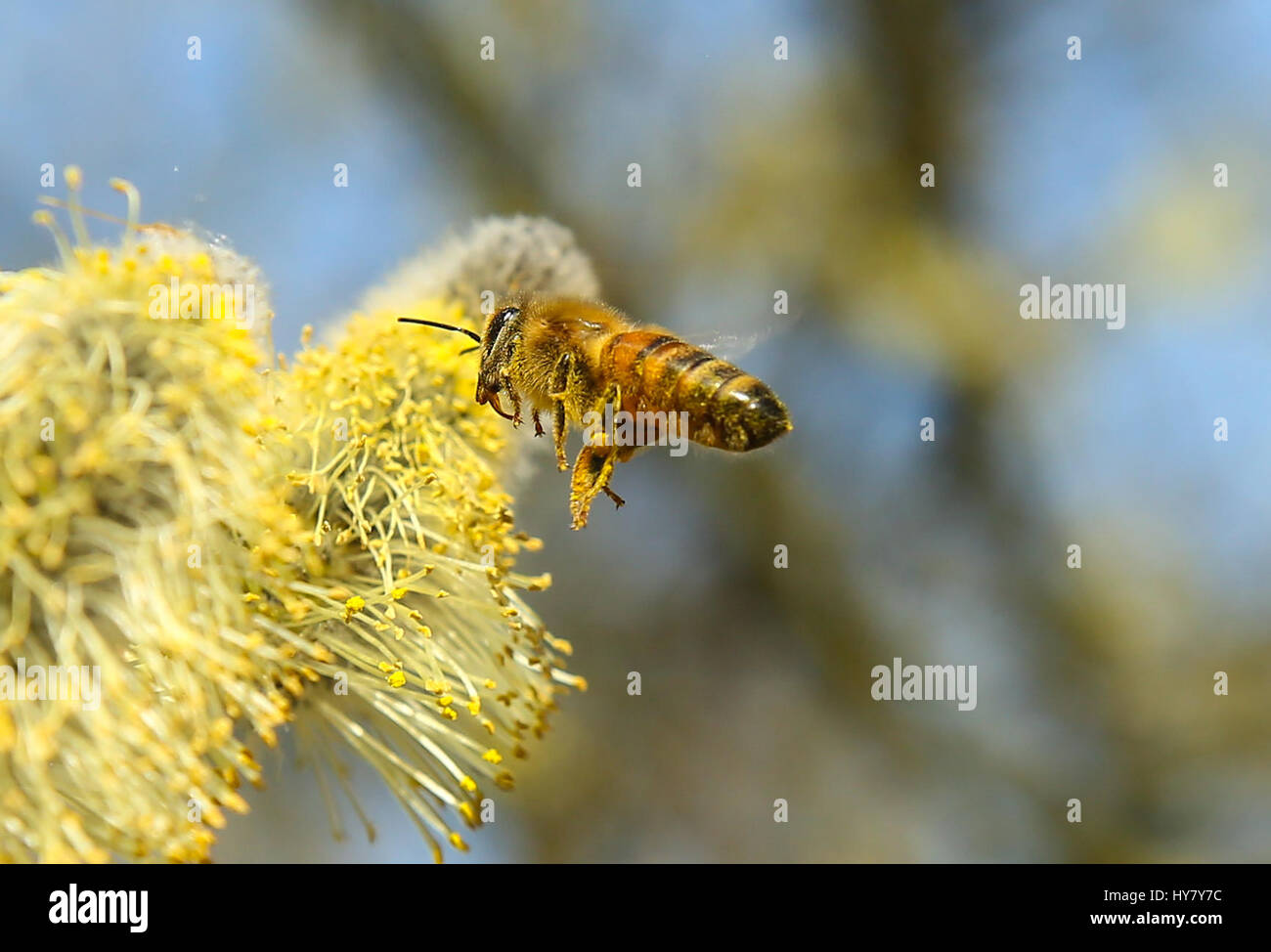 Warsaw, Poland. 2nd April, 2017. Wild bees and insects start working as ...