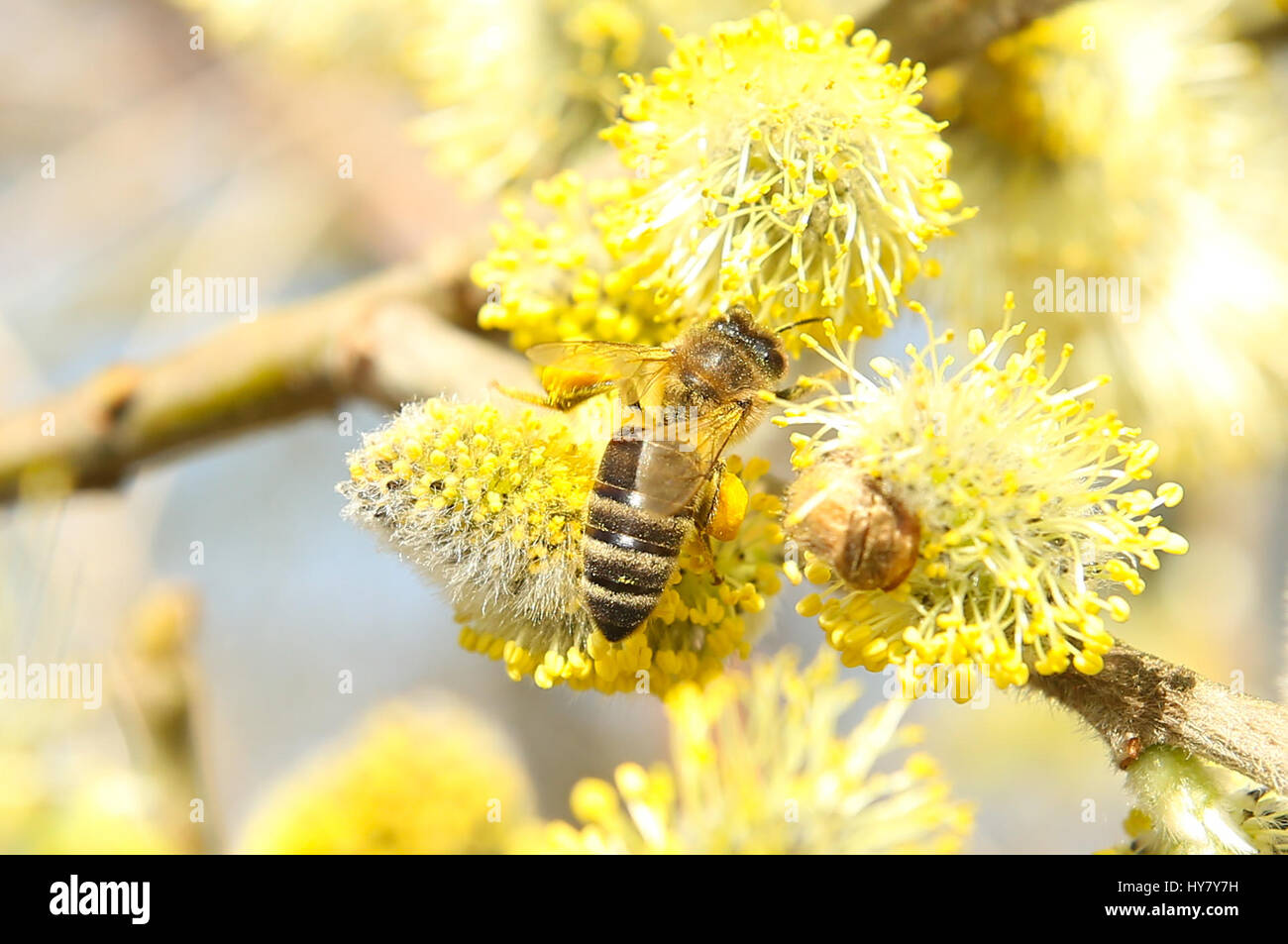 Warsaw, Poland. 2nd April, 2017. Wild bees and insects start working as ...