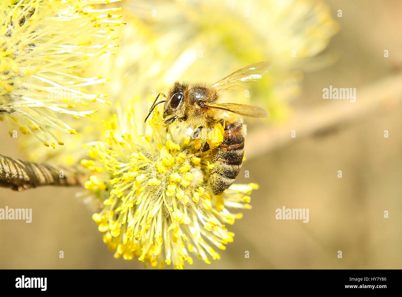 Warsaw, Poland. 2nd April, 2017. Wild bees and insects start working as ...