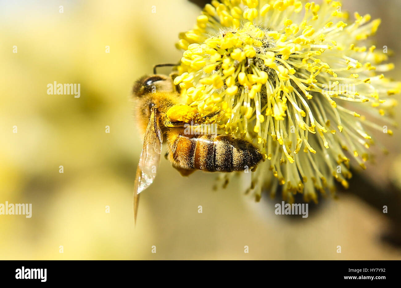 Warsaw, Poland. 2nd April, 2017. Wild bees and insects start working as ...