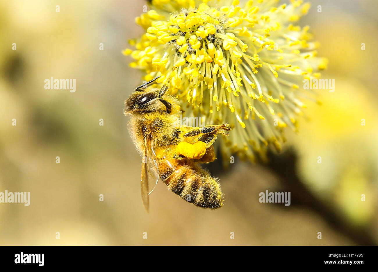 Warsaw, Poland. 2nd April, 2017. Wild bees and insects start working as ...