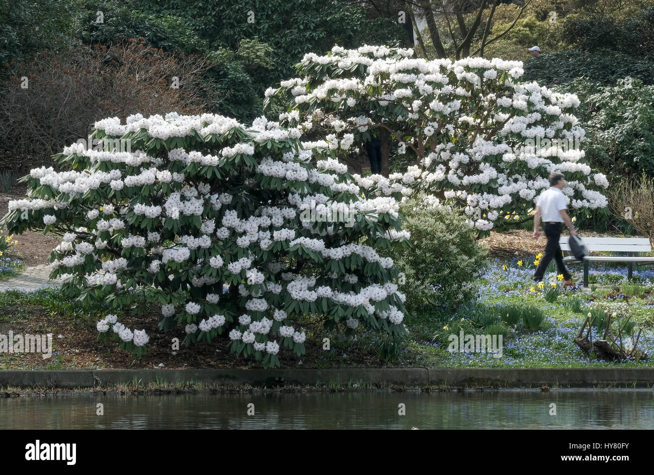 A man walks past two blooming rhododendron bushes in a park in Hamburg ...