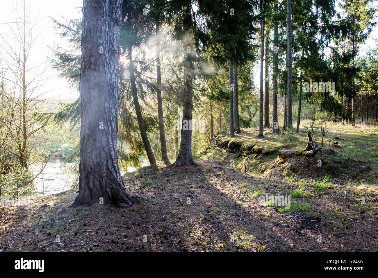 forest trees. nature green wood sunlight backgrounds Stock Photo - Alamy