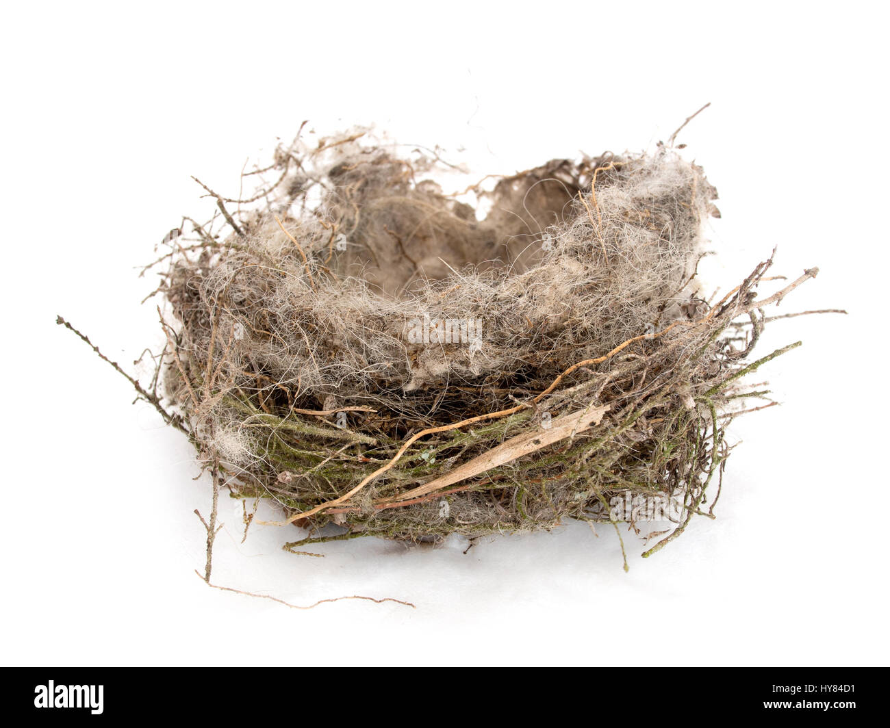 Empty birds nest hi-res stock photography and images - Alamy