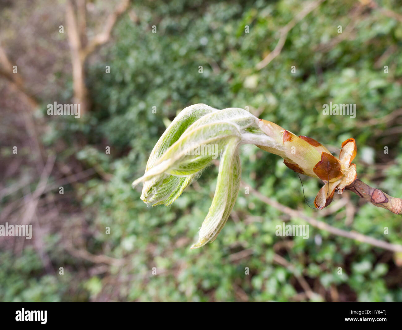 Green budding plant heads Stock Photo - Alamy