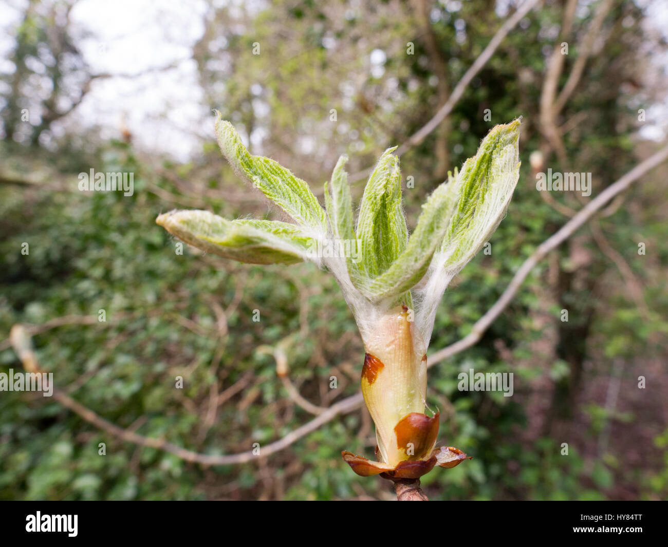 Budding plant hi-res stock photography and images - Alamy