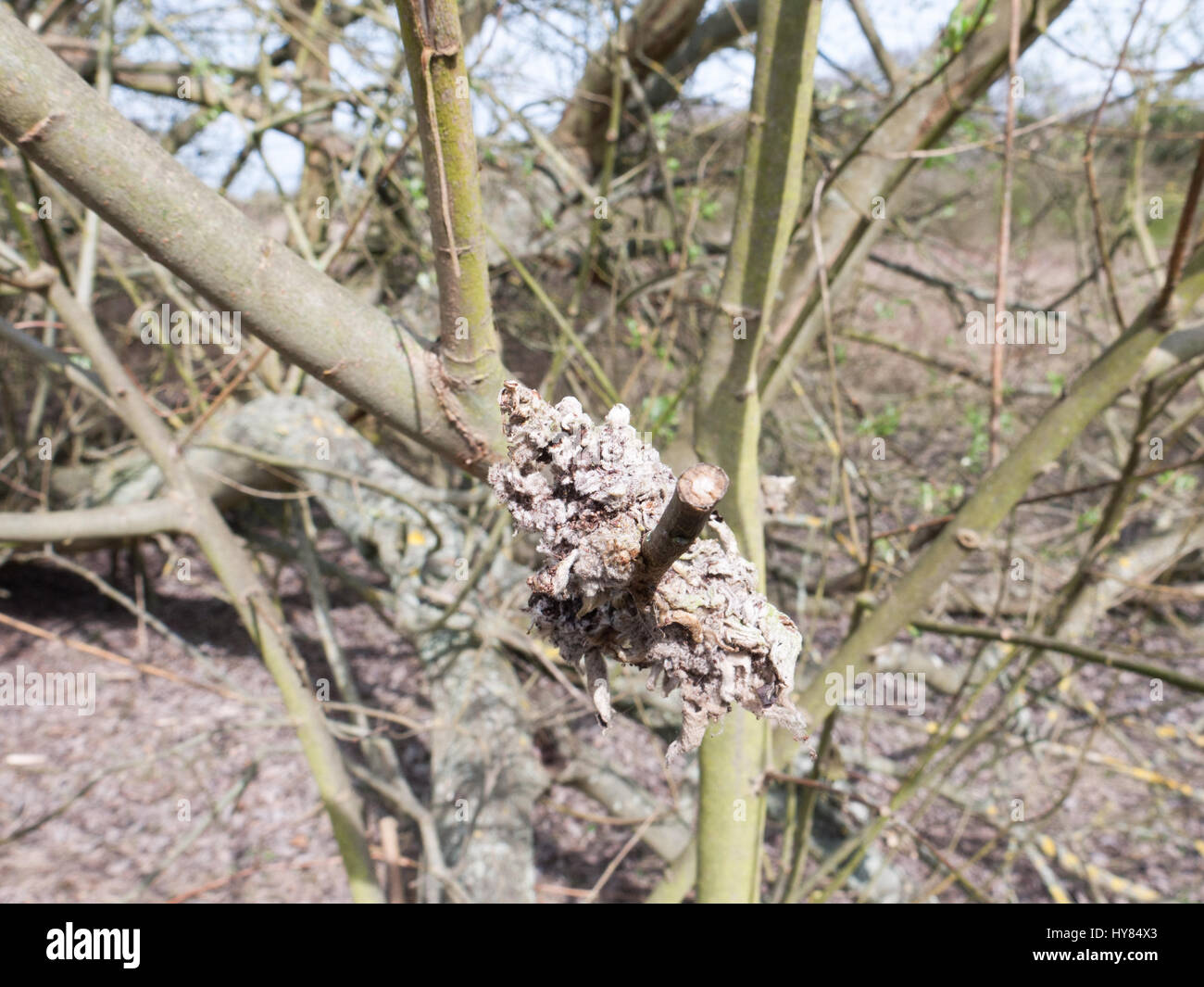Growth on tree branch Stock Photo - Alamy