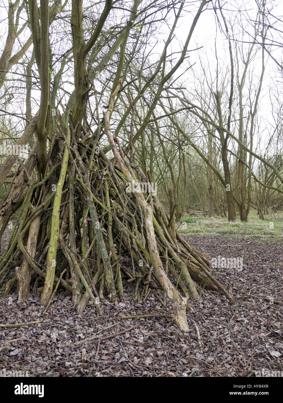 A pile of branches in the forest Stock Photo - Alamy