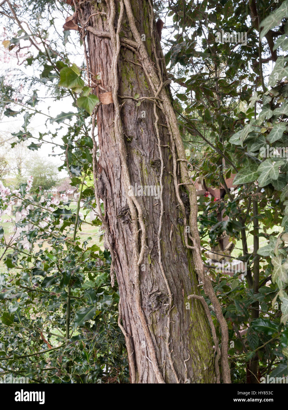 Bark and leaves in the middle of a wood Stock Photo - Alamy