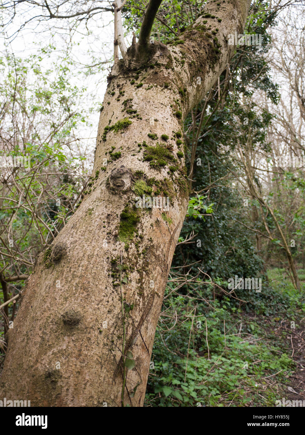 Bark and leaves in the middle of a wood Stock Photo - Alamy