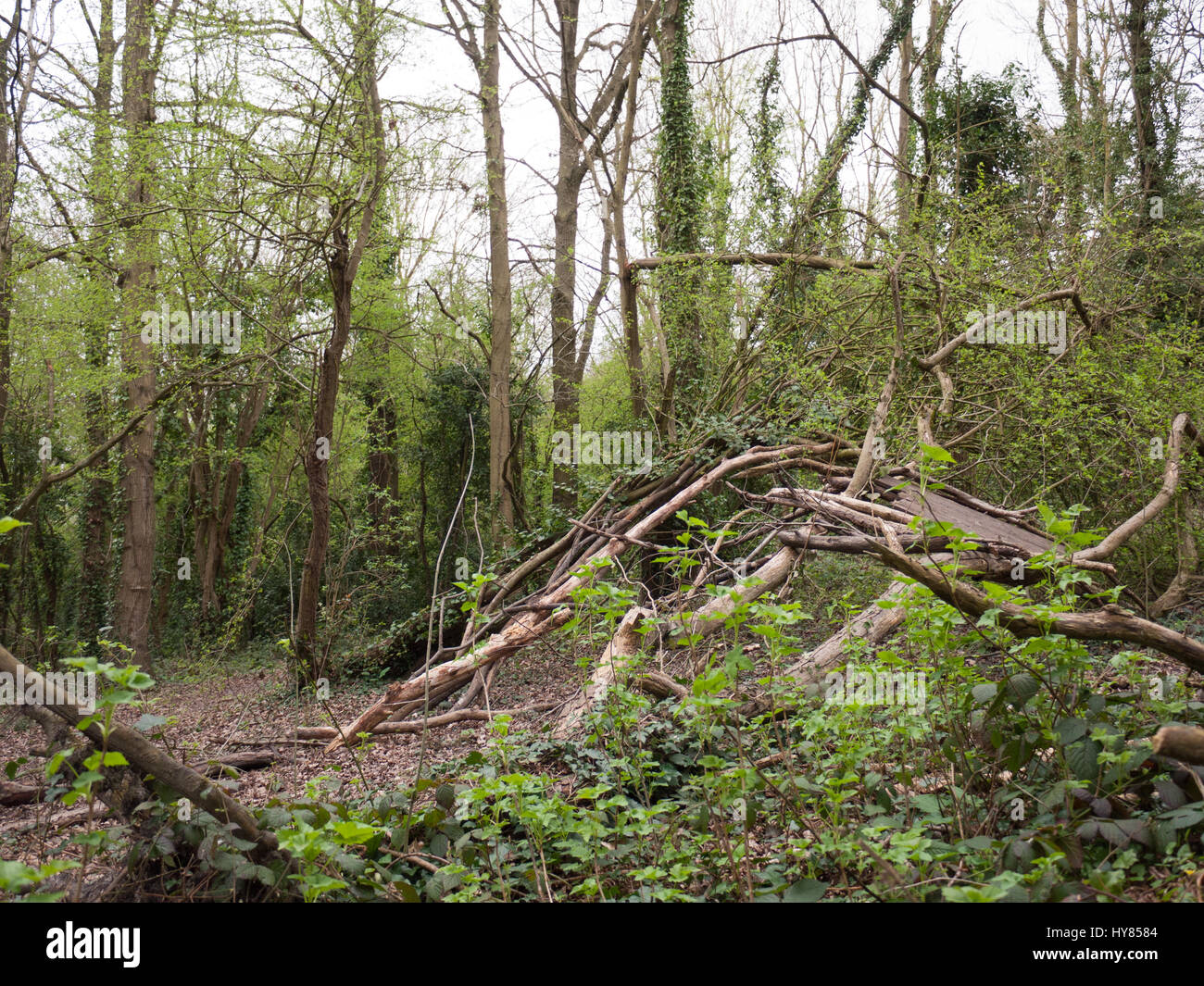 Lush day in centre of wood with trees bending over each other Stock ...