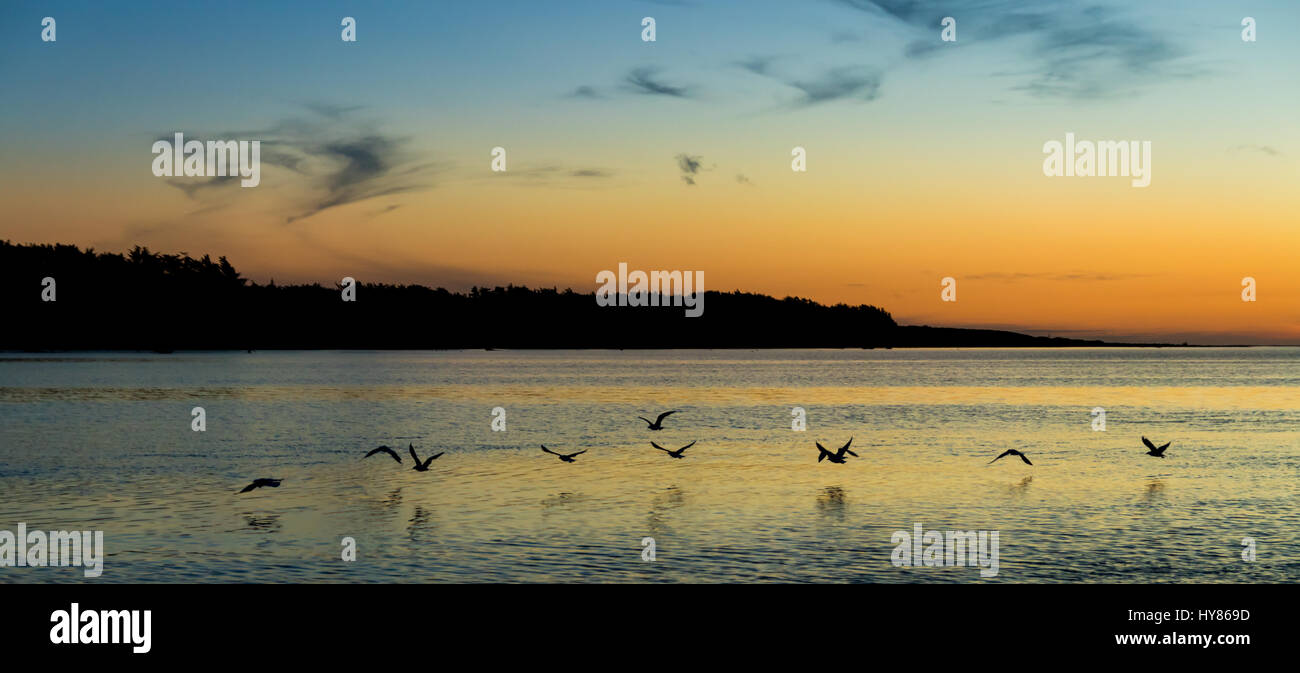Bird flying low hi-res stock photography and images - Alamy