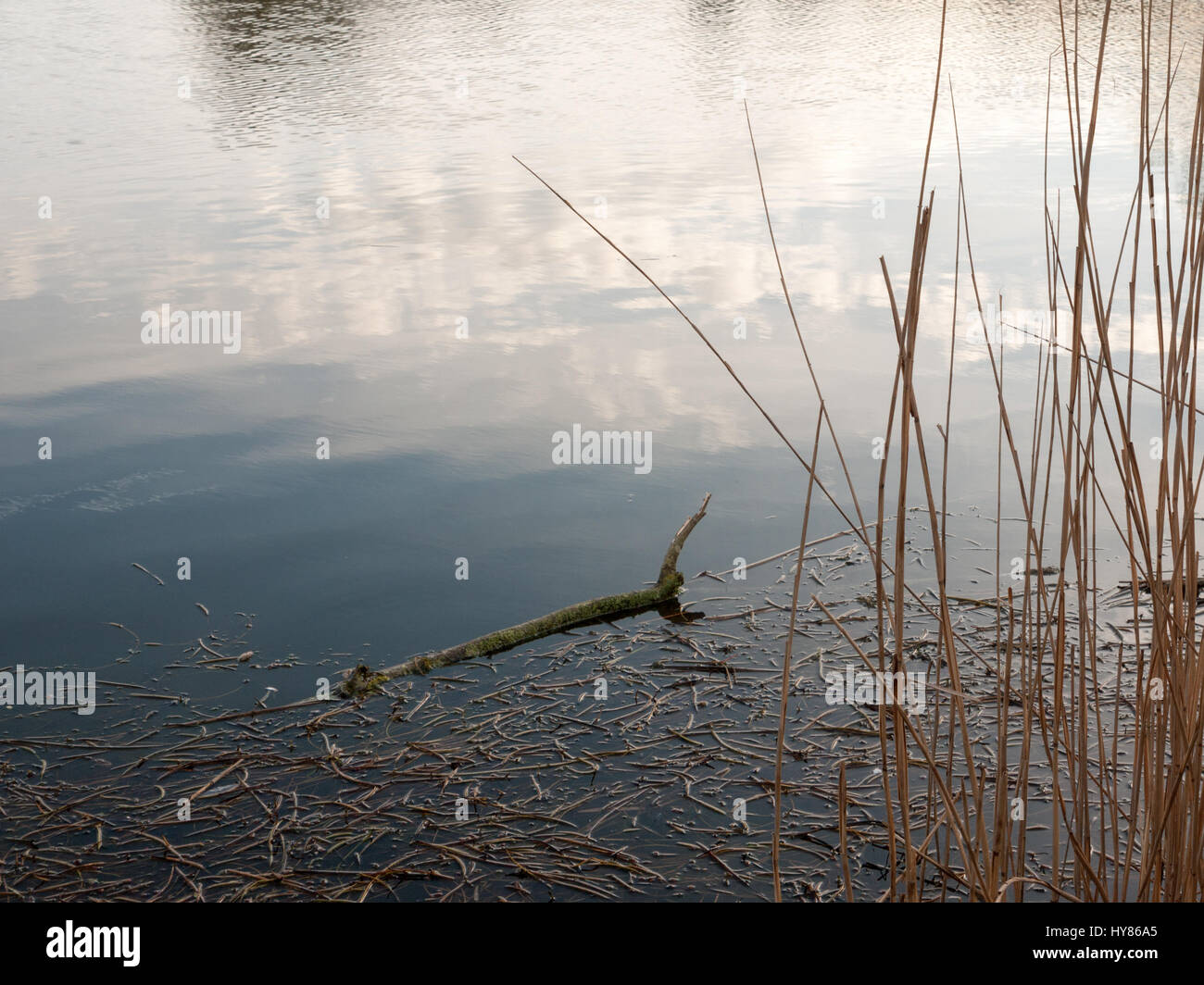 Beautifully Clear Shot of Water, Reeds, and Floating Branch Stock Photo ...