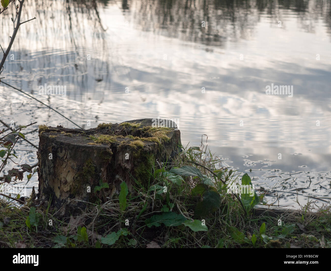 Lake tree stump up close Stock Photo - Alamy