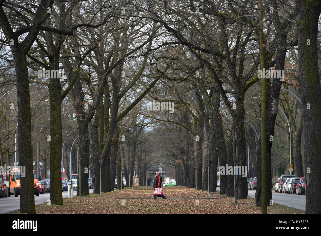Oaken tree hi-res stock photography and images - Alamy