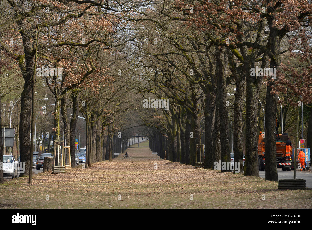 Oaken tree hi-res stock photography and images - Alamy