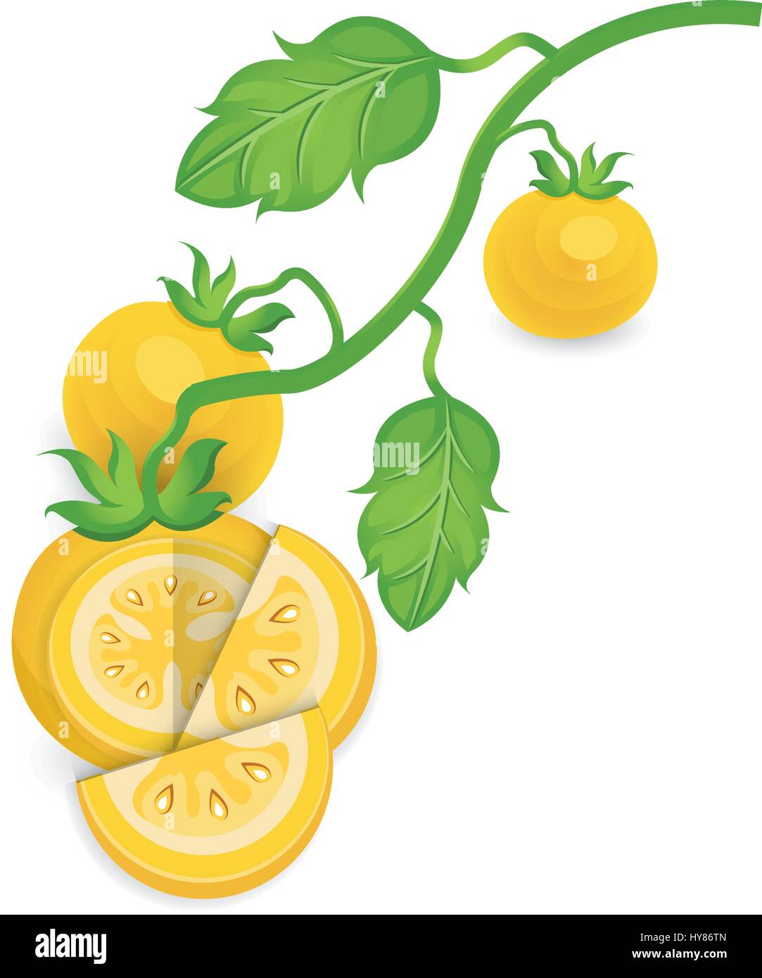 Botanical illustration tomato plant Stock Vector Images - Alamy