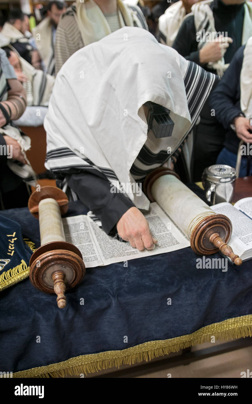 Rabbi reading torah hi-res stock photography and images - Alamy