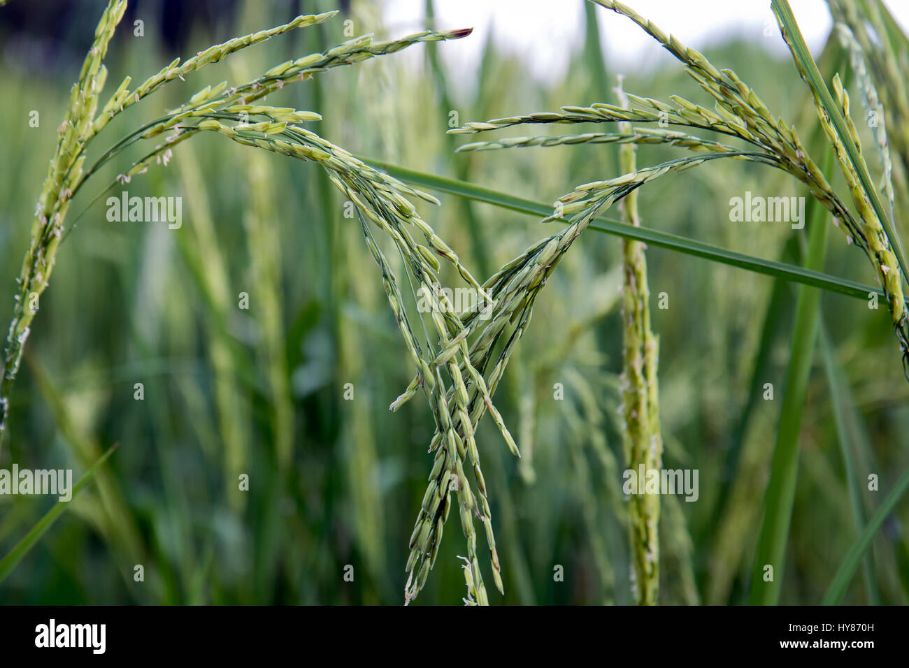 Rice close hi-res stock photography and images - Alamy