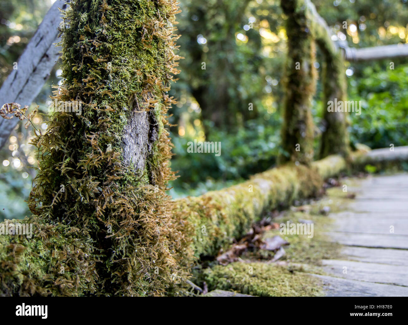 Overgrown railing on a hiking path in tropical forest. Ang Ka Nature ...
