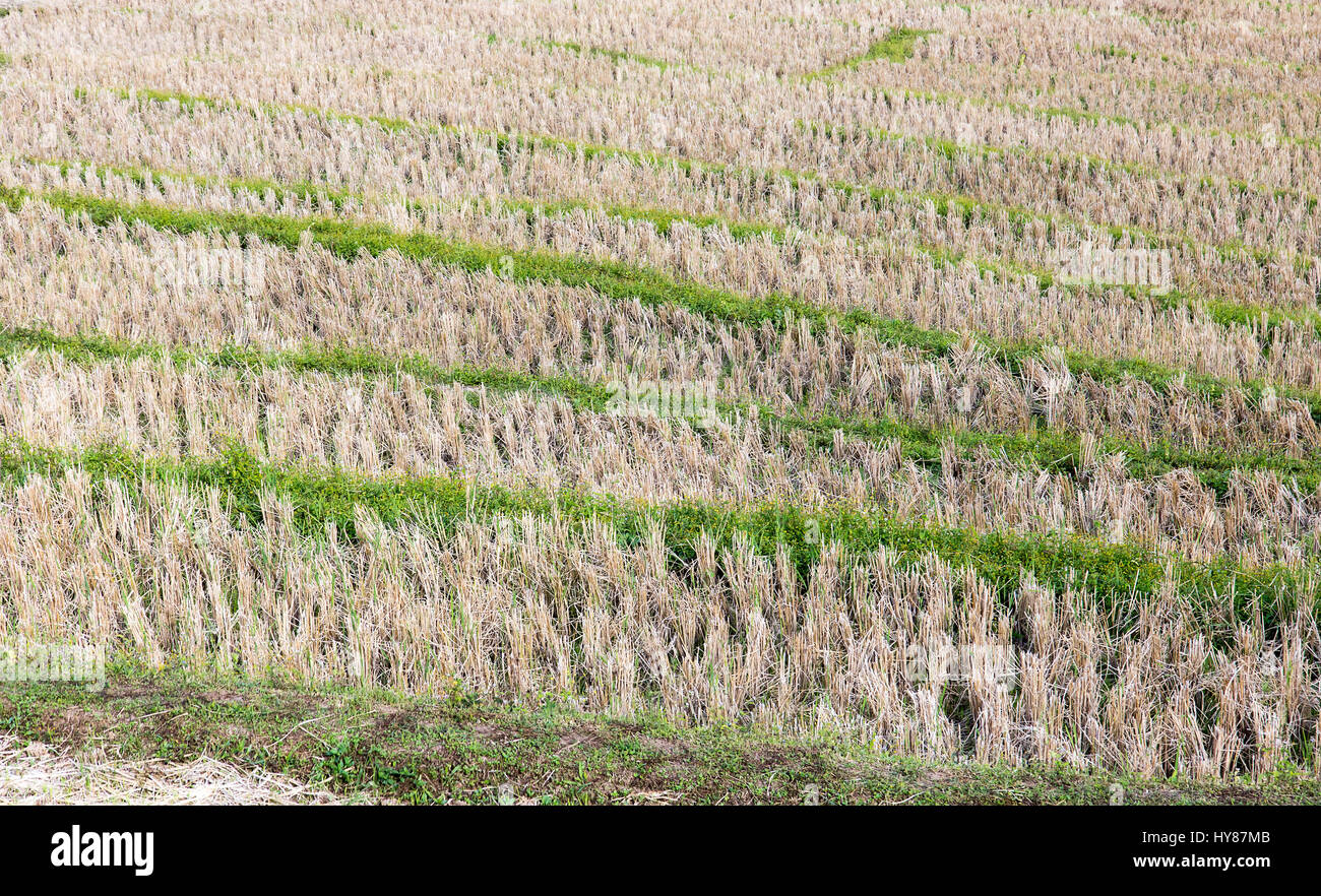 dry stalk of rice in a rice field after harvest Stock Photo - Alamy