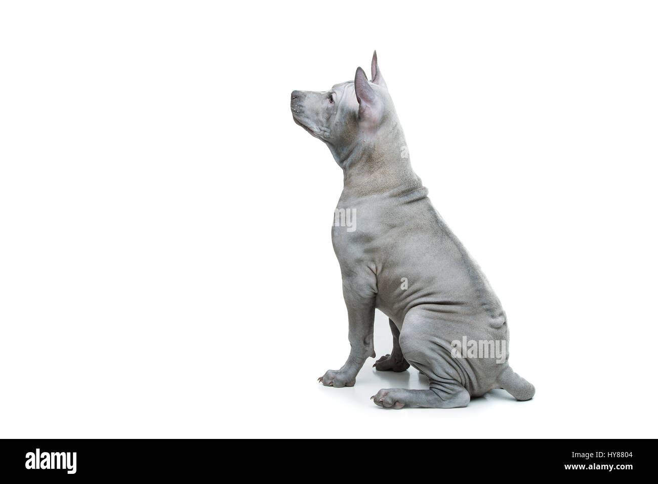 Thai ridgeback puppy Stock Photo - Alamy