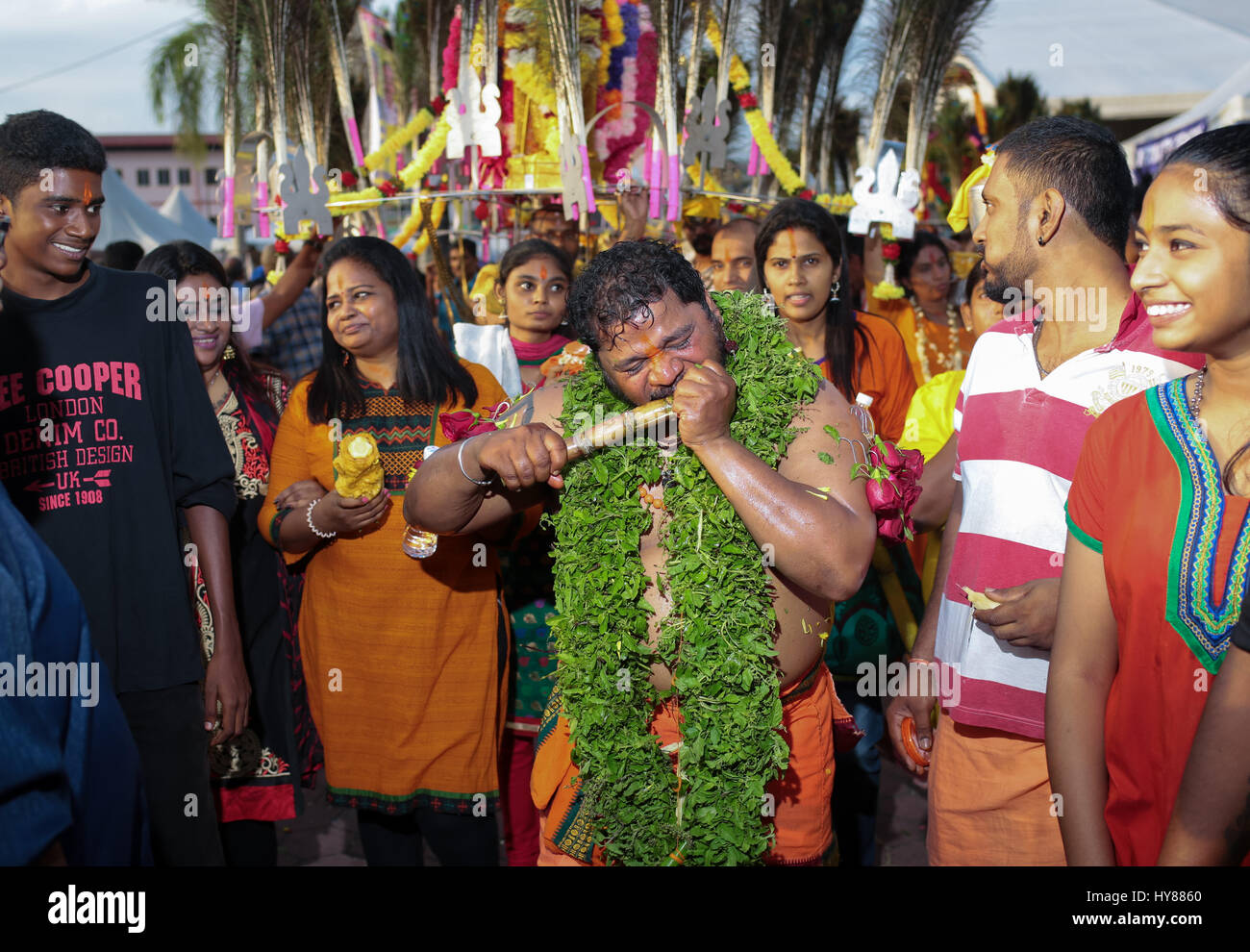 Thaipusam kavadi bearer chewing a sugar cane at Batu Cave temple, Kuala ...