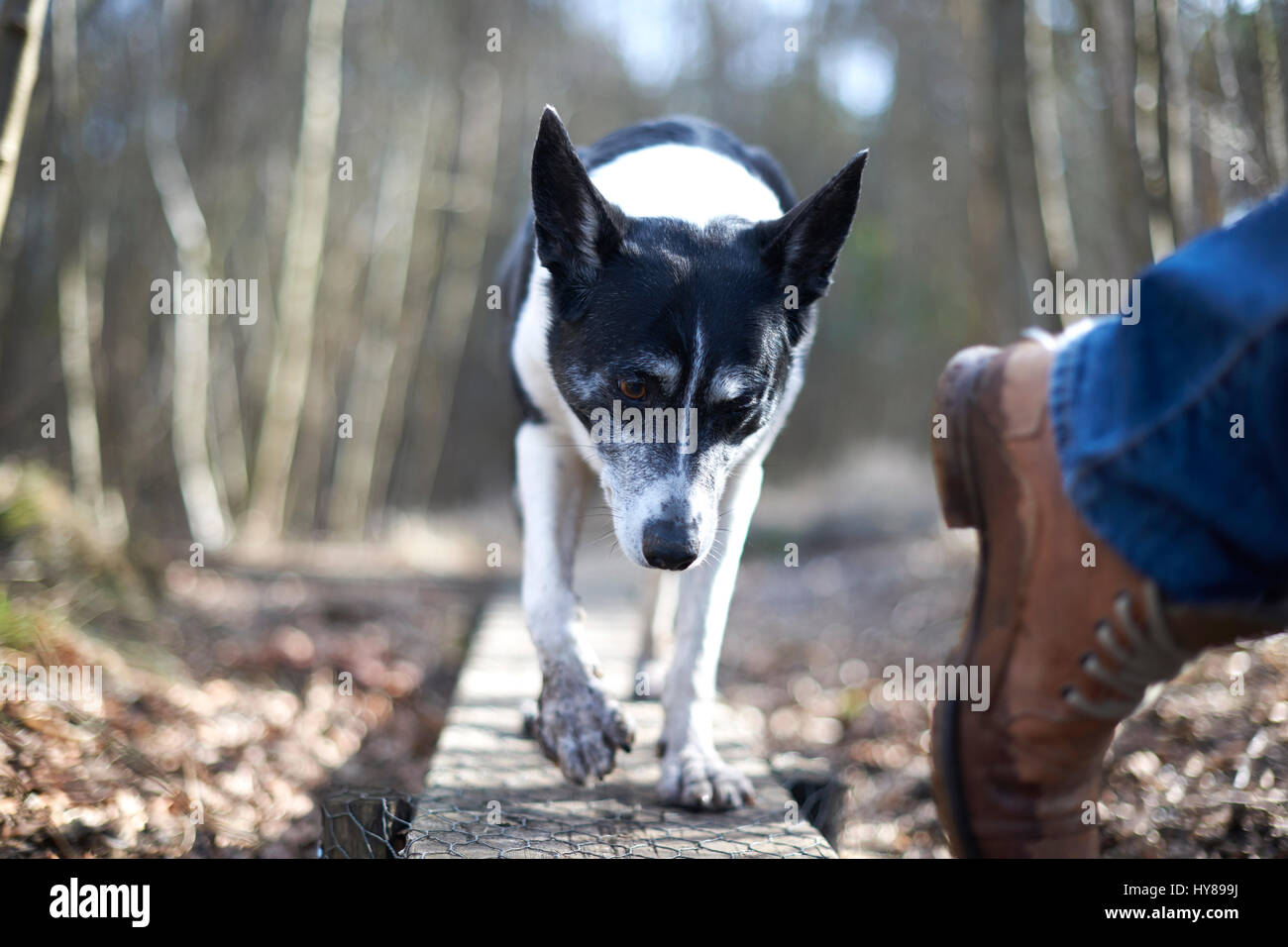 A dog on a walk in the woods Stock Photo - Alamy