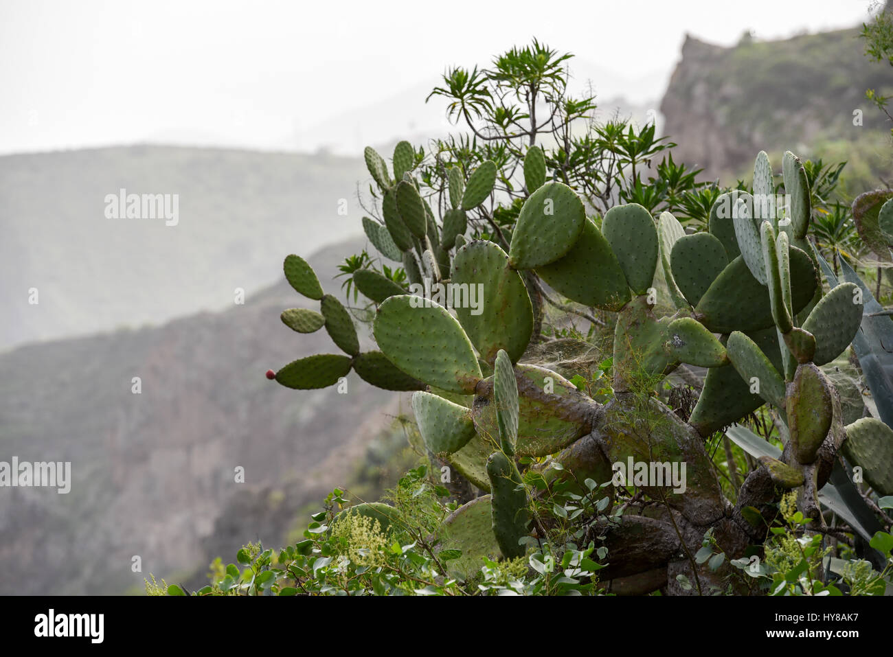 Mountain laurel growing in hi-res stock photography and images - Alamy
