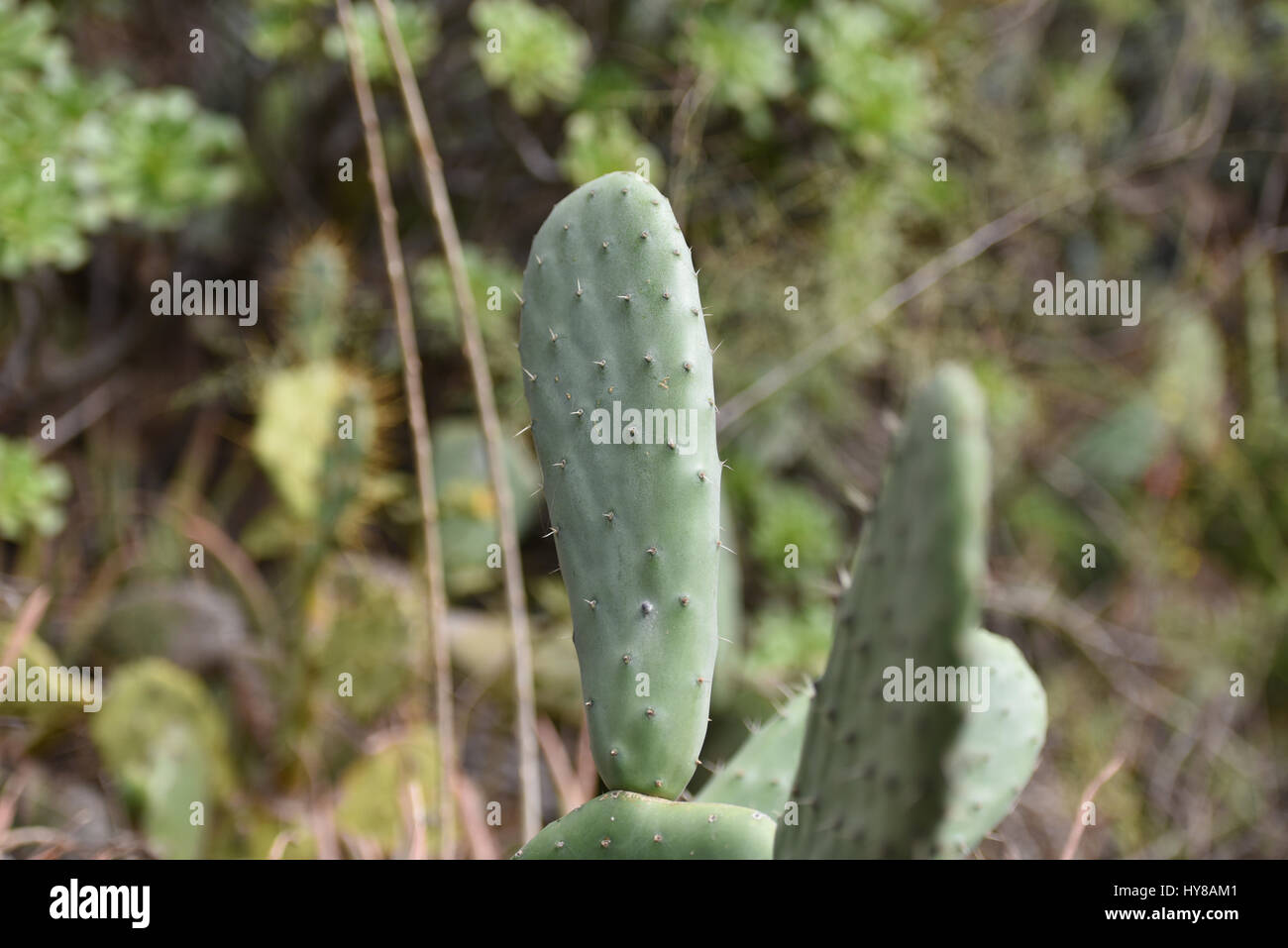 cactus growing in mountain Stock Photo - Alamy