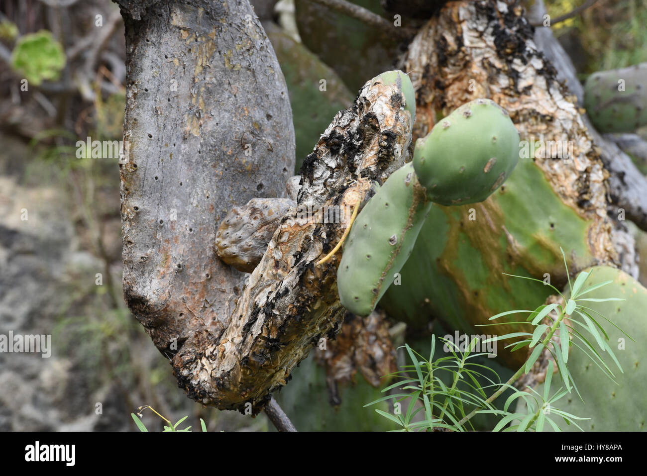 Close up hurt cactus Stock Photo - Alamy