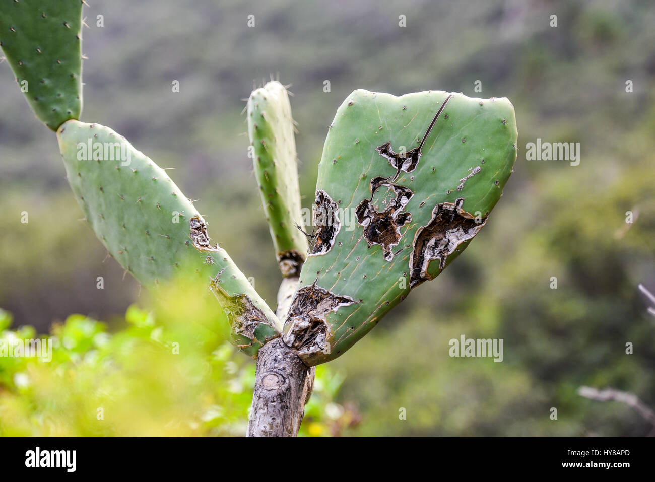 Hurt vegetation hi-res stock photography and images - Alamy
