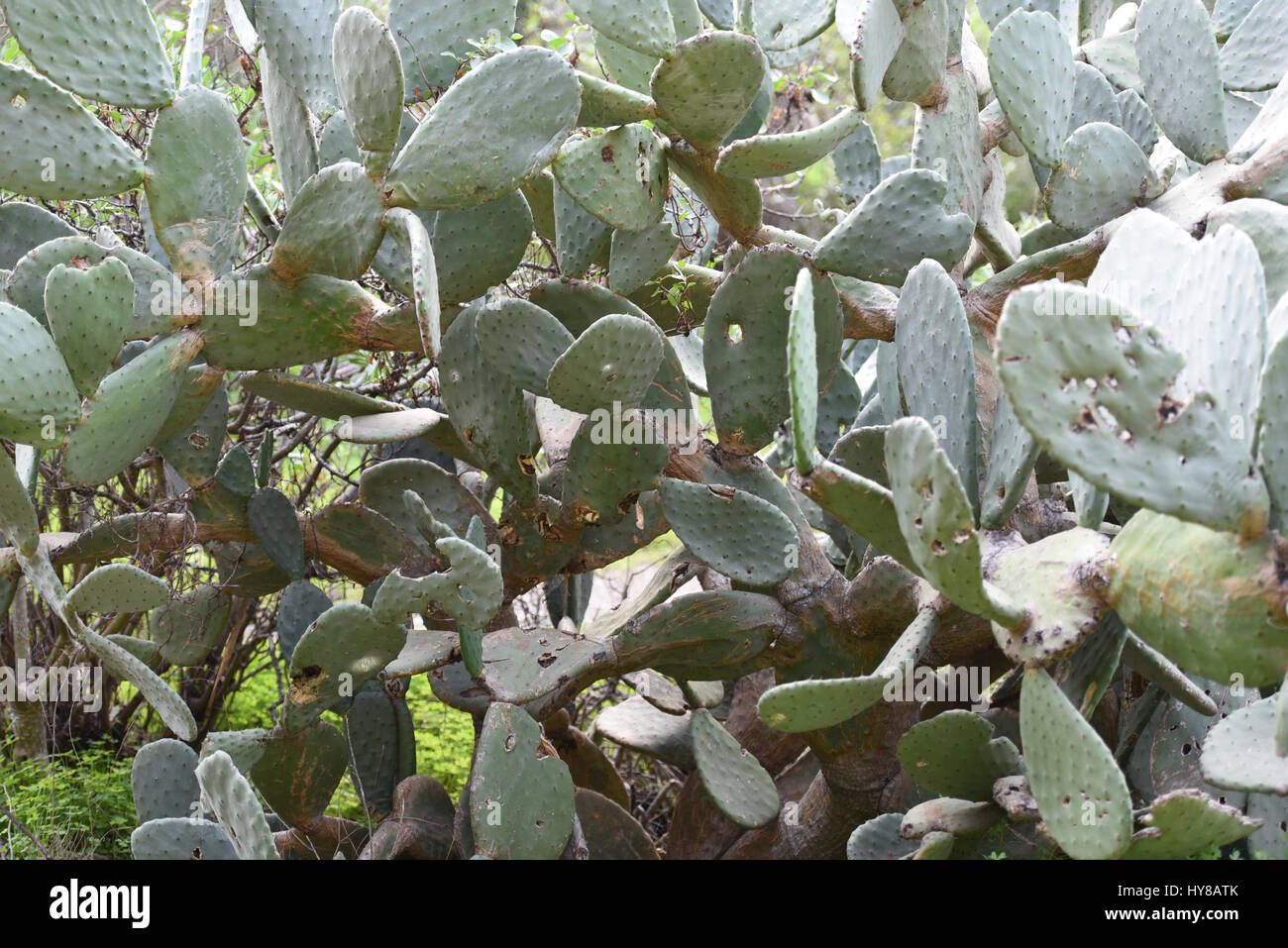 Cactus flower family Stock Photo - Alamy