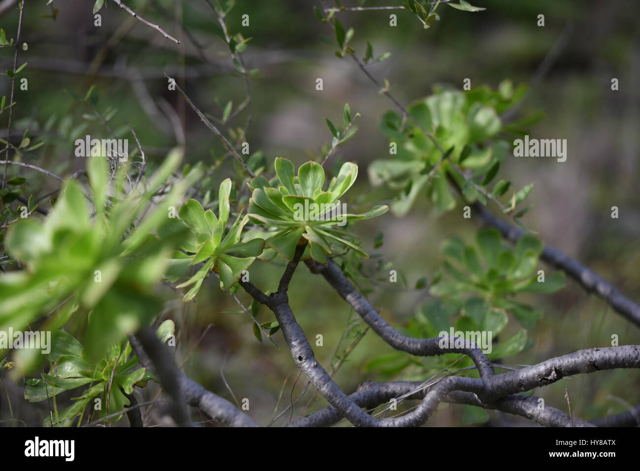 Cactus flower family Stock Photo - Alamy