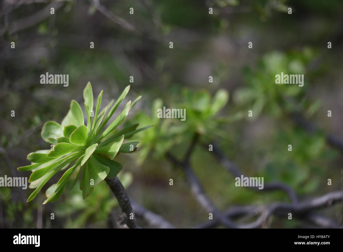 Cactus flower family Stock Photo - Alamy