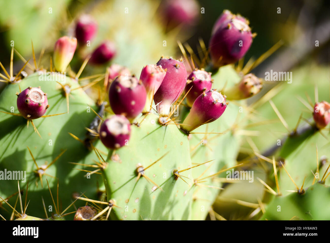 Cactus flower family Stock Photo - Alamy