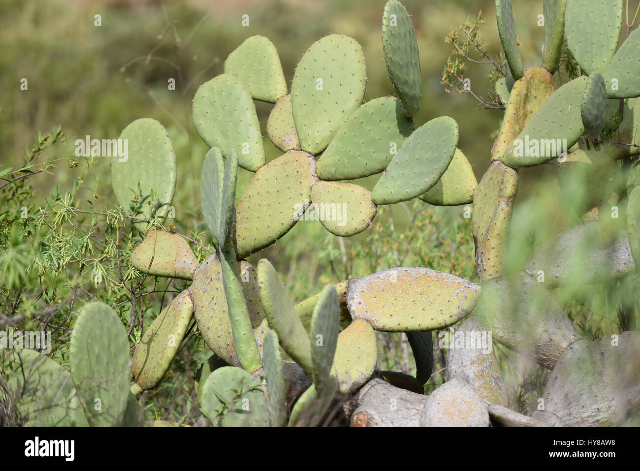 Cactus flower family Stock Photo - Alamy