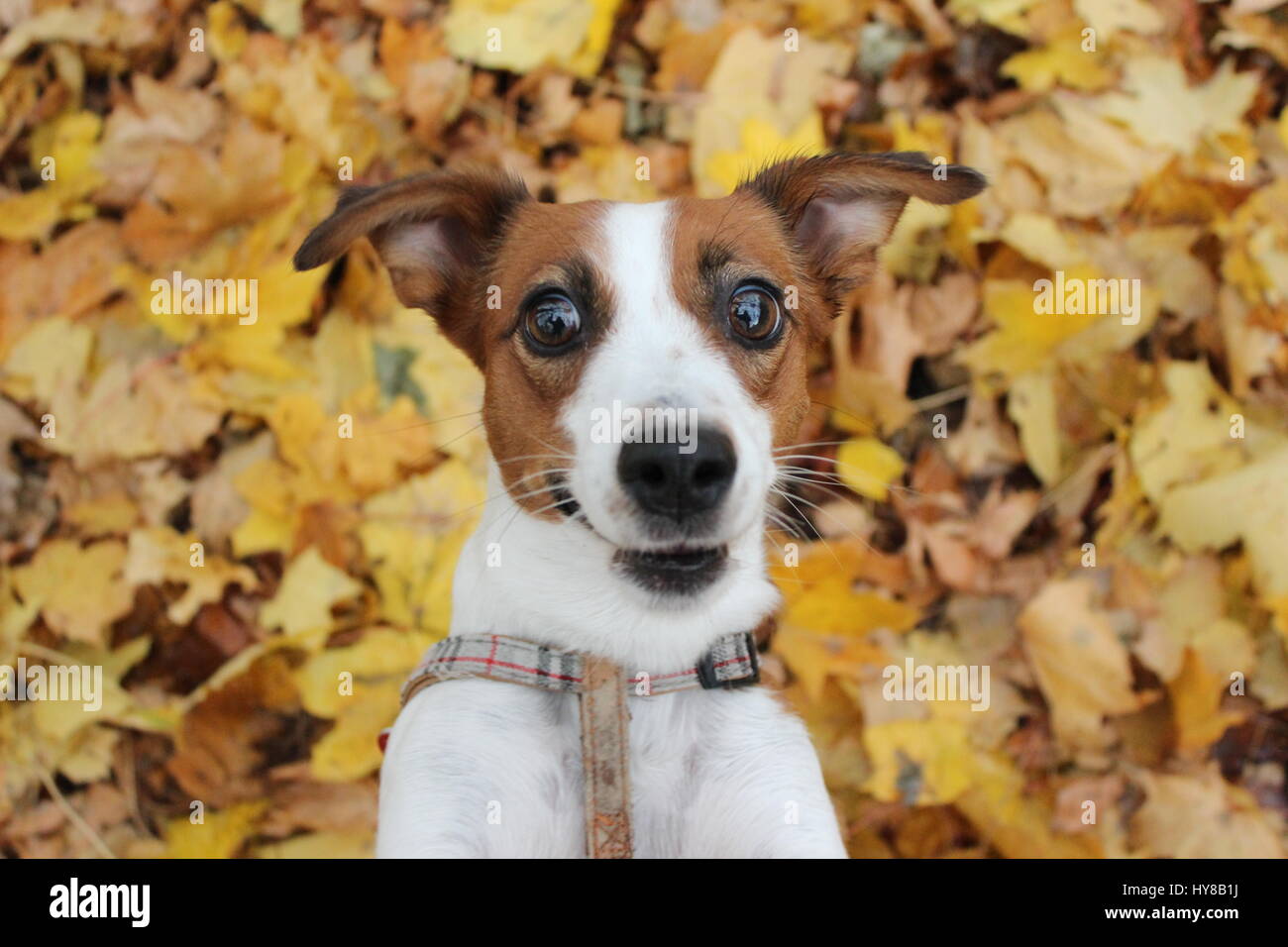 Happy jack russell terrier playing in the park Stock Photo - Alamy
