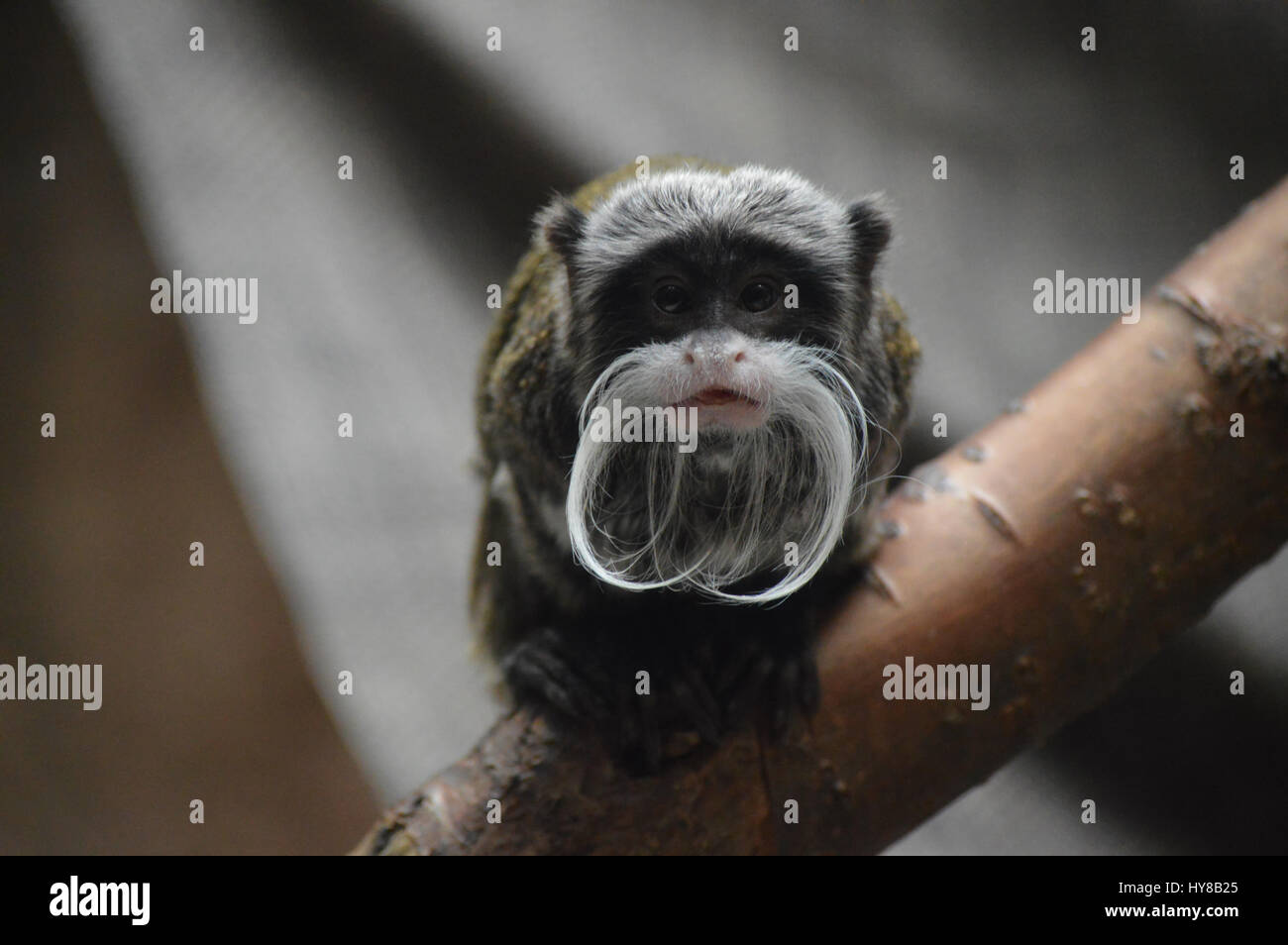 Emperor tamarin hi-res stock photography and images - Alamy
