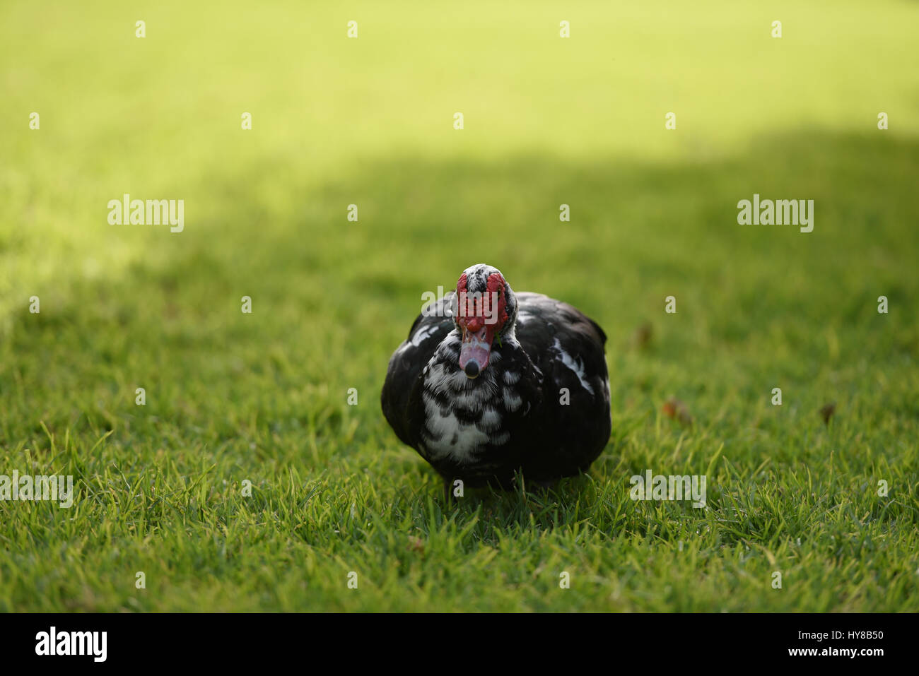 Ruffed hen hi-res stock photography and images - Alamy