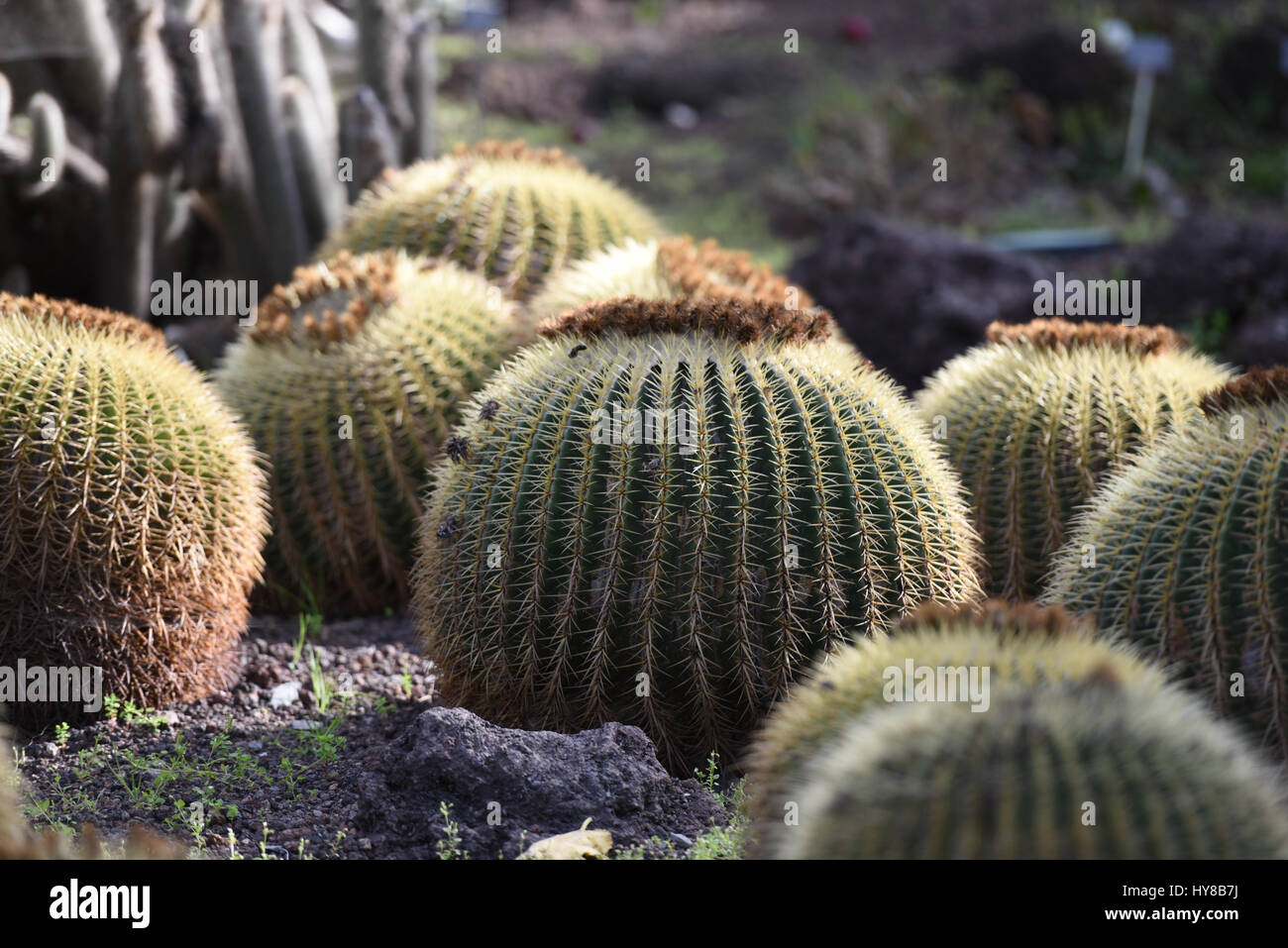 Beautiful Cactus fields Stock Photo - Alamy