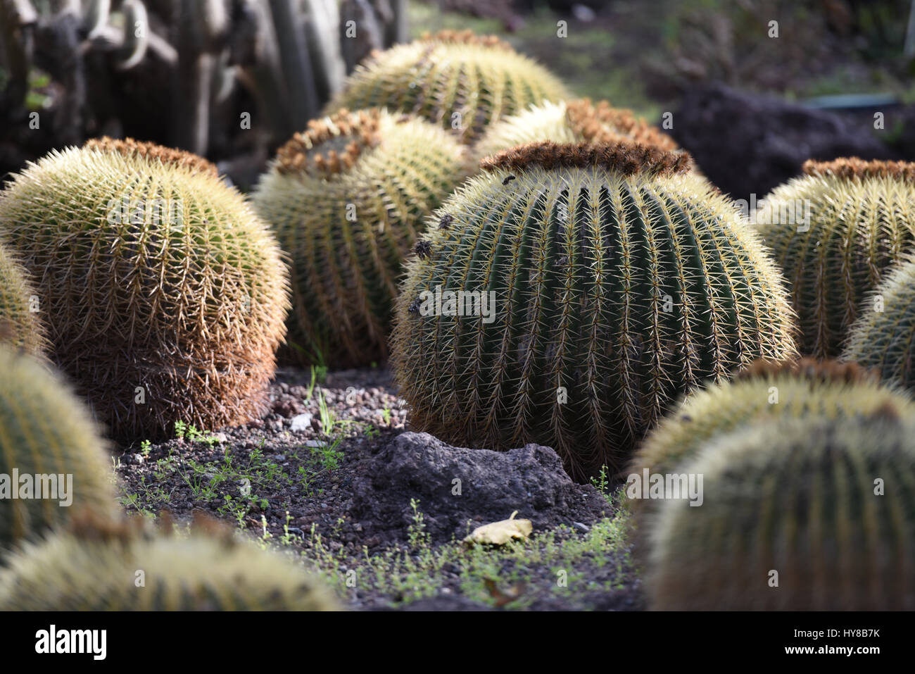 Beautiful Cactus fields Stock Photo - Alamy