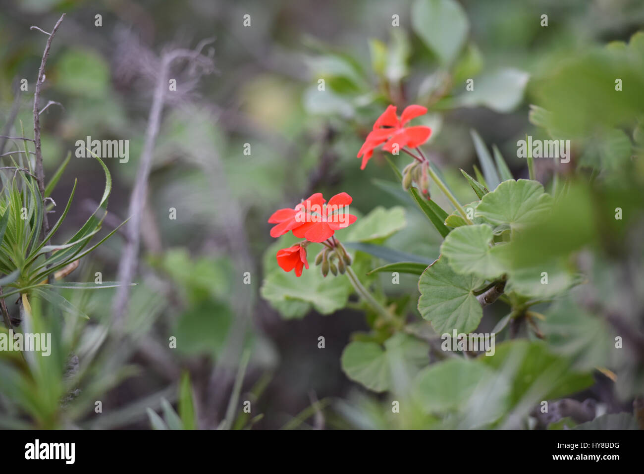 spring red flowers Stock Photo - Alamy