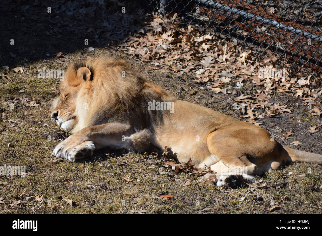 Lion side profile hi-res stock photography and images - Alamy