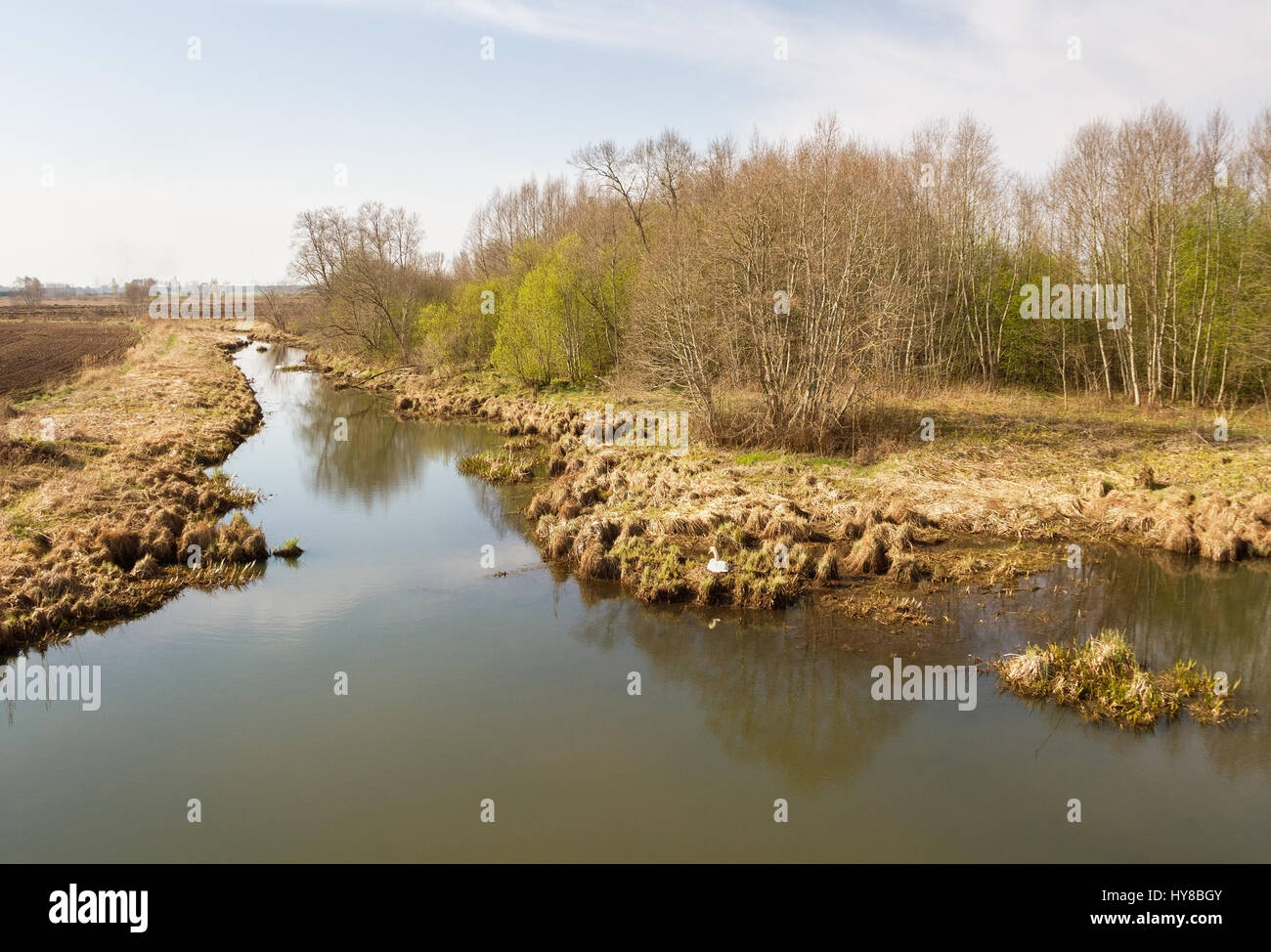 Abava river in Latvia with a swan's nest Stock Photo - Alamy